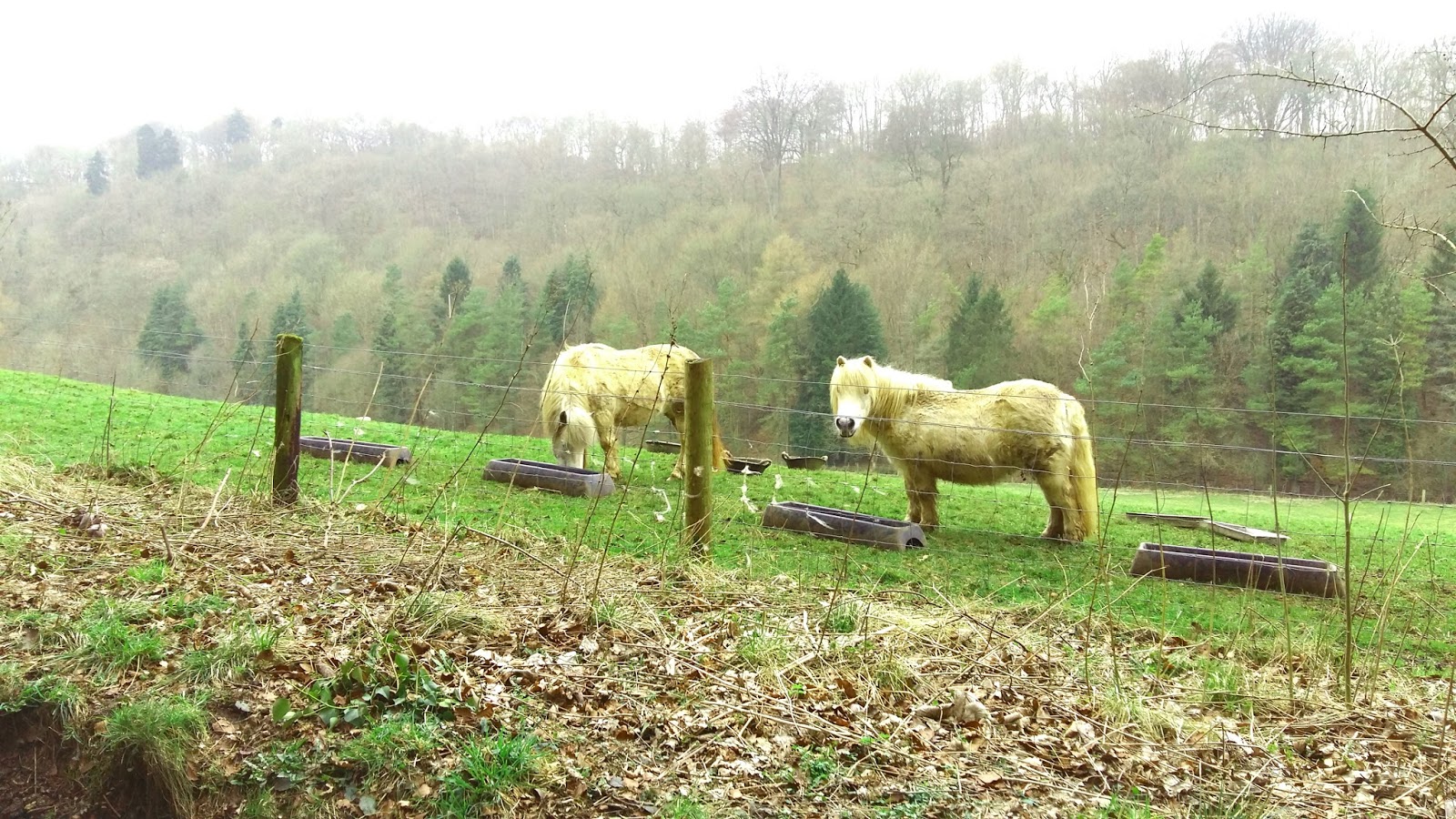 Cotswolds Travel: A Foggy Spring Round Miserden and Caudle Green