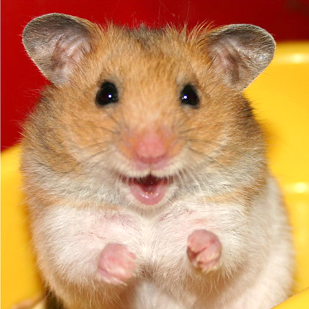 gambar hamster lucu - Apick_Aw0x'z