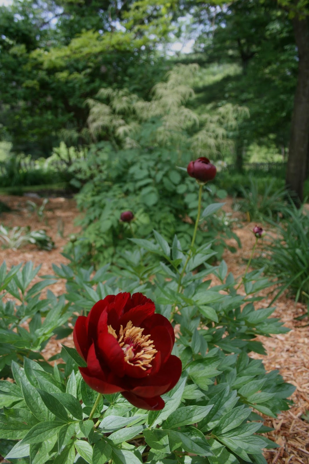 Amy's Creative Pursuits: My Early June Garden: The Peonies Are In Bloom!