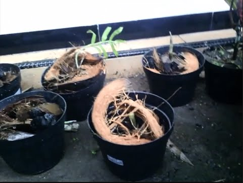 Begini Cara Menanam Bunga Anggrek Dalam Pot