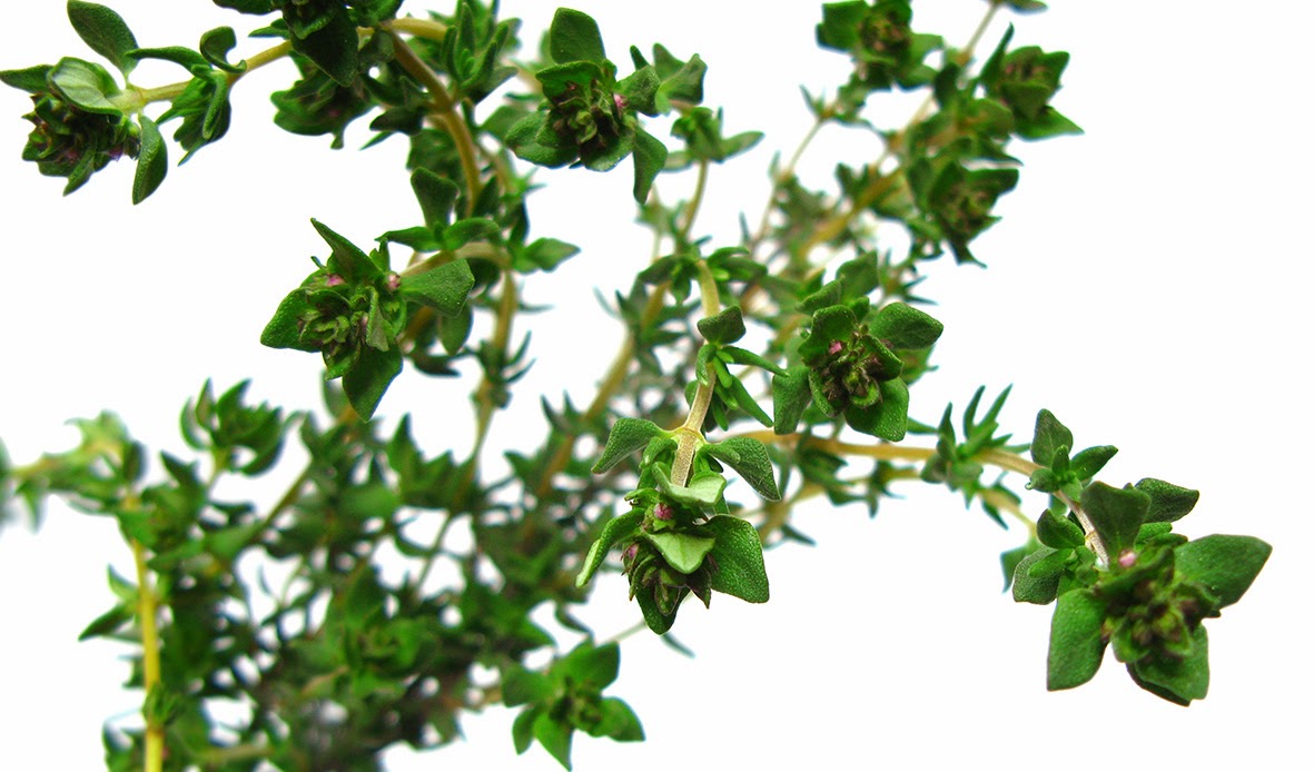 Conheça os benefícios do Tomilho ~ Blog da Loja Ohashi