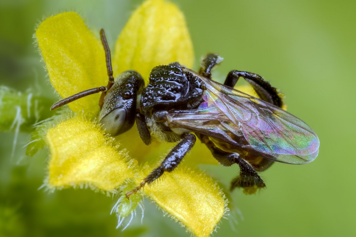 Budidaya Lebah Madu Liar: Cara Mudah dan Menciptakan Keuntungan Maksimal