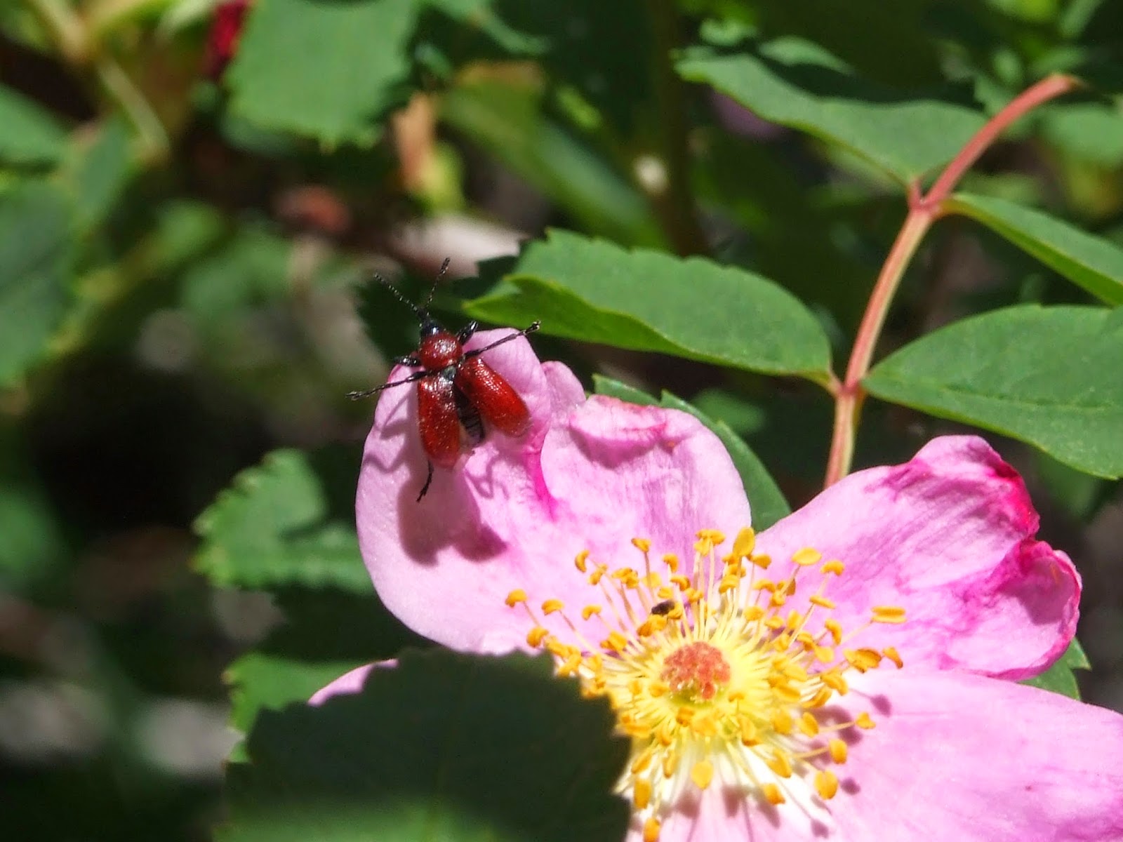 Skunk Tracks: Nature Walk - June 7th, 2014