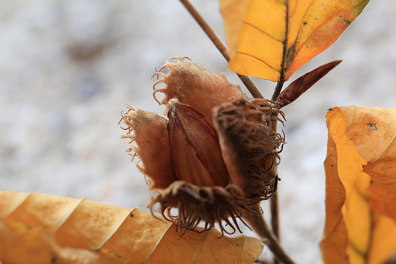 Naturwunder ...: Buchecker