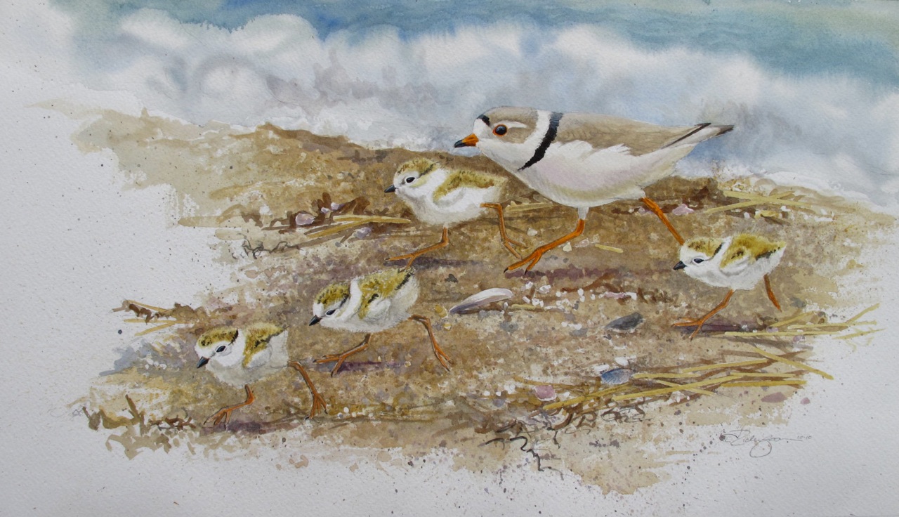 Julie Zickefoose on Blogspot: Boston Area Zick Alert!