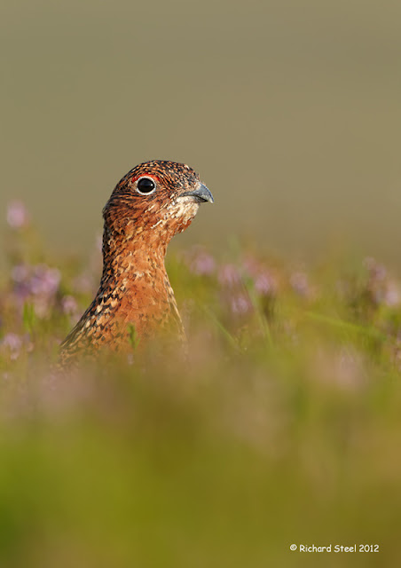 Birding Is Fun!: Calls from the Hills - The Red Grouse