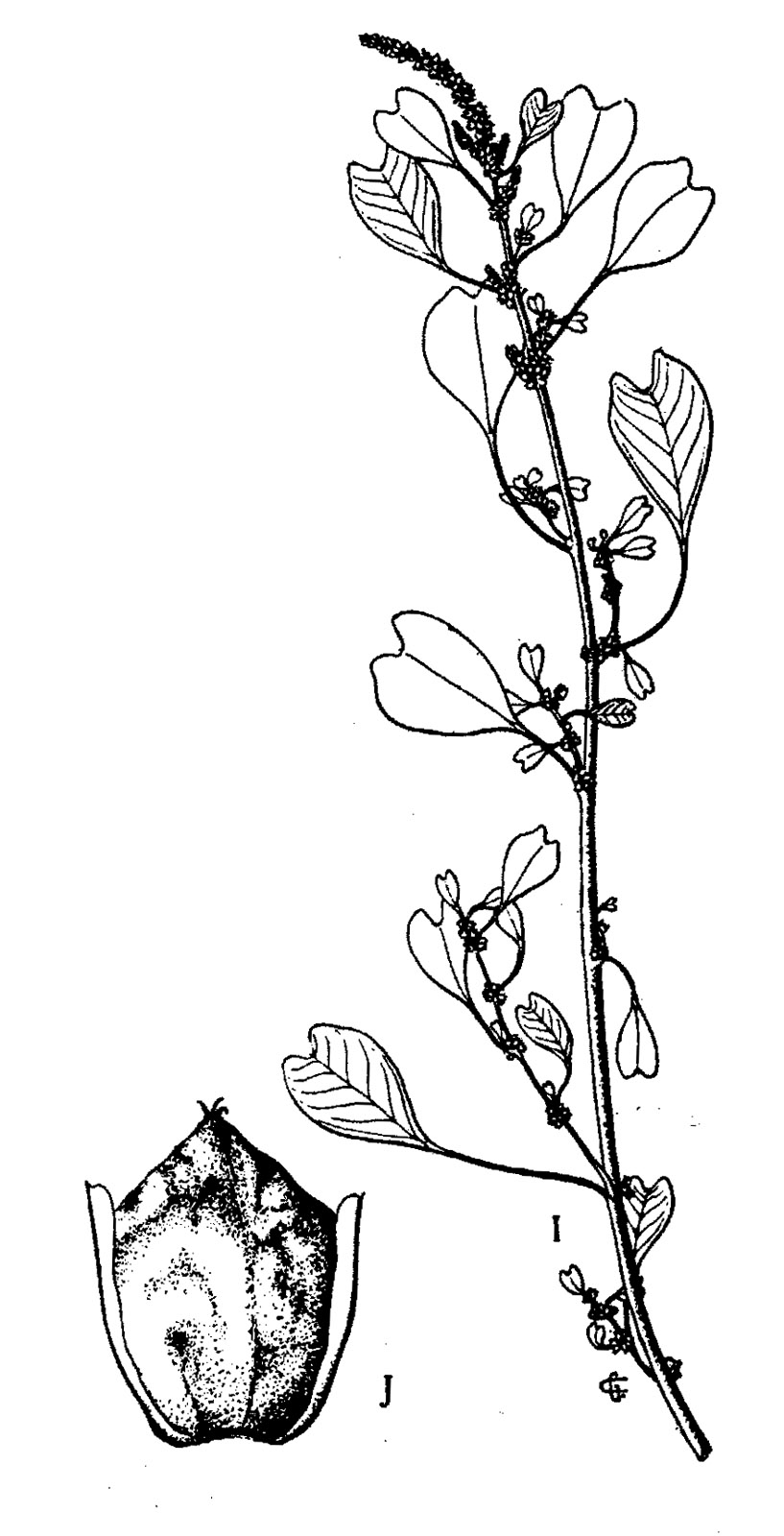 Malezas Comestibles: Ataco