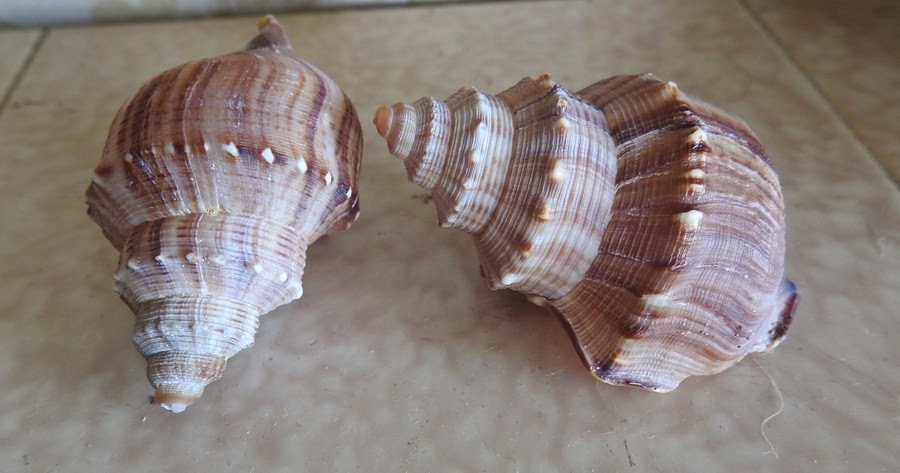 photographing New Zealand: seashells and WATW