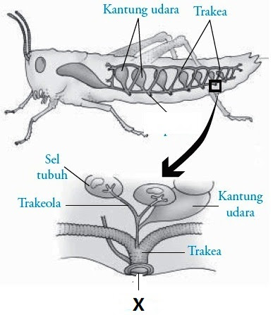 BIOLOGI GONZAGA: SOAL PAT BIOLOGI SMA KELAS 11 IPA 2021