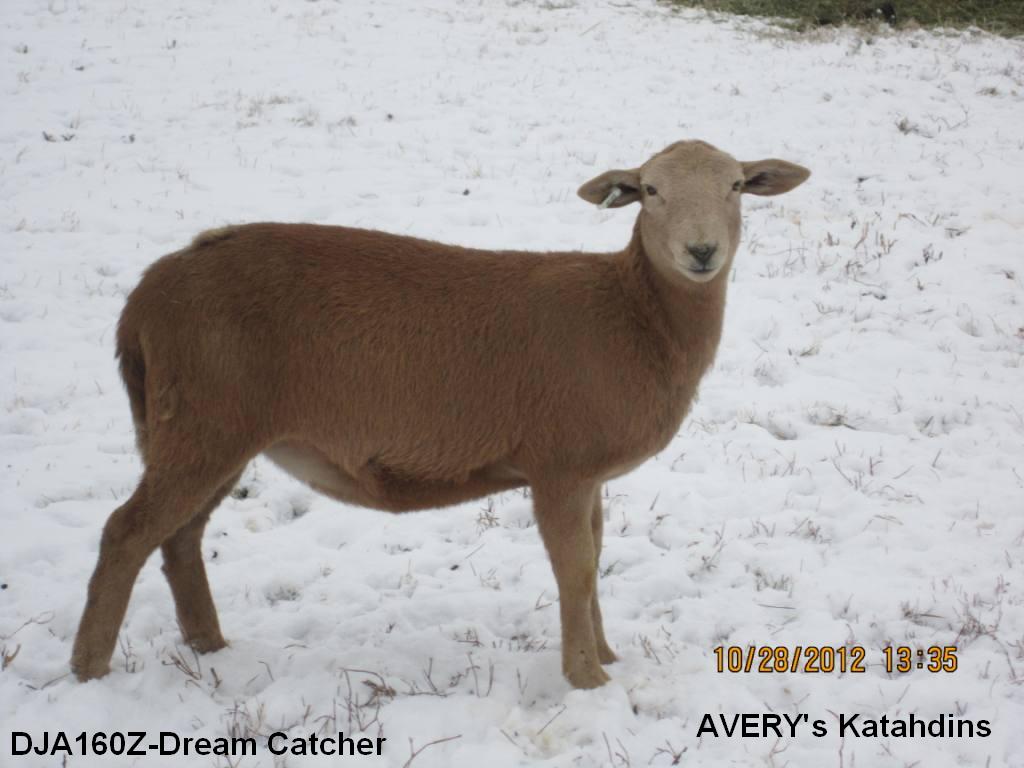 AVERY's KATAHDIN SHEEP: My Favorite Red Ewe Lamb