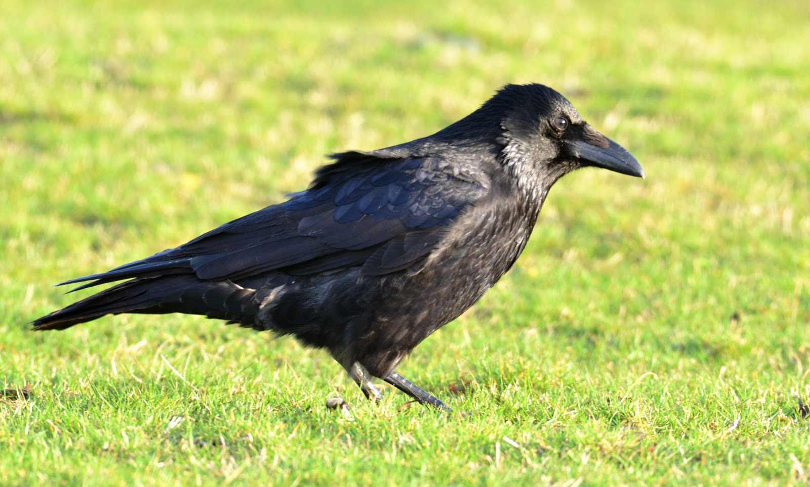 Rosa Rubicondior: Evolutionists Have Even More to Crow About