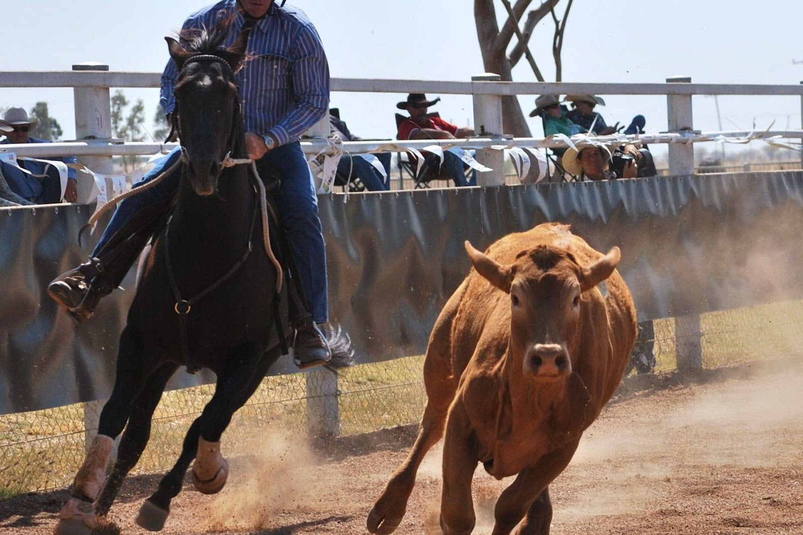 On the road again July 2014: Julia Creek Camp Draft Association
