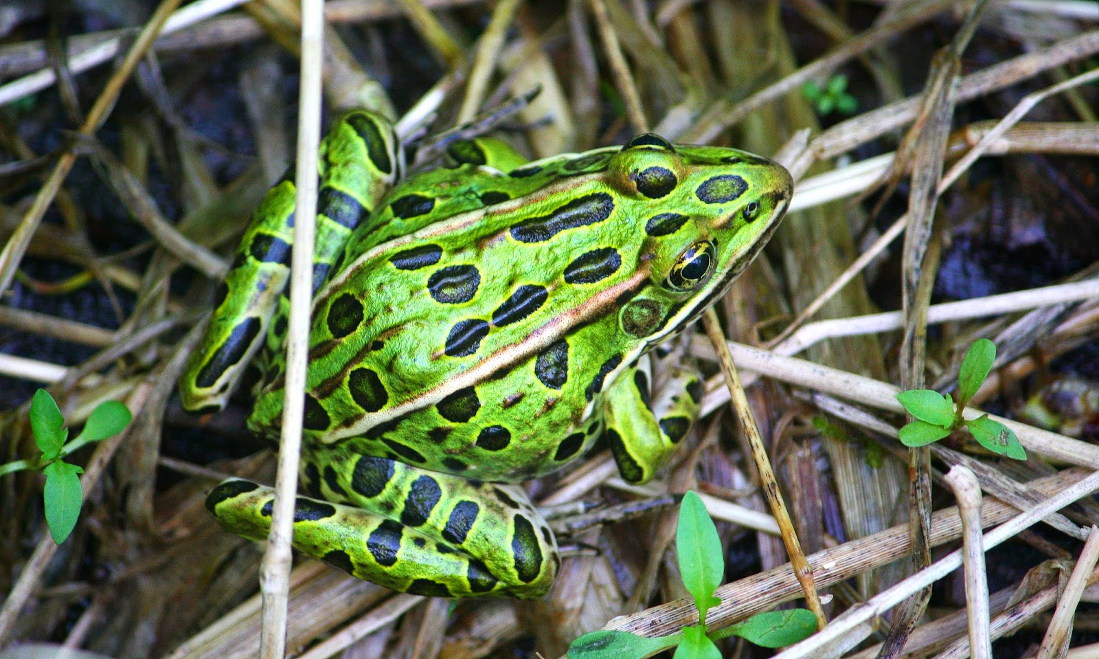 Susan Mayer's Haven: Northern Leopard Frog