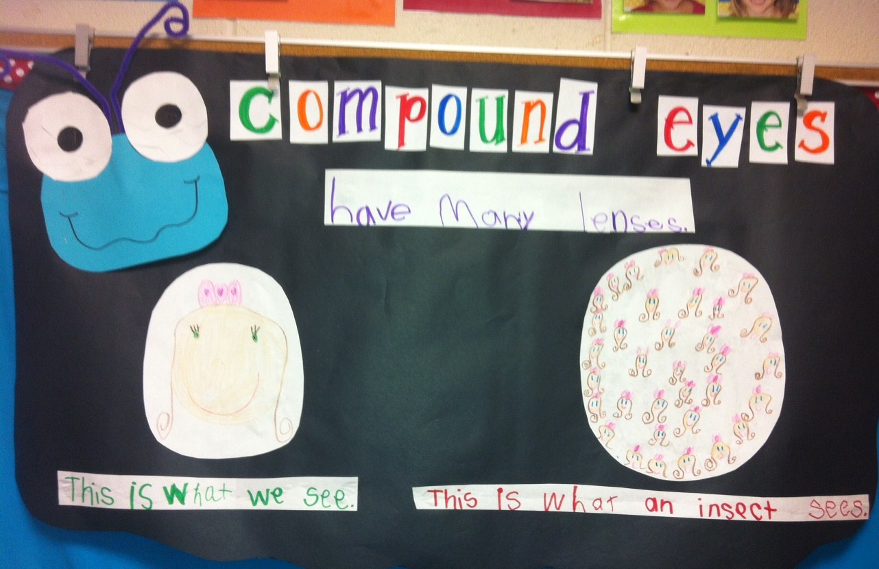Compound Eyes - Mrs. Jump's Class
