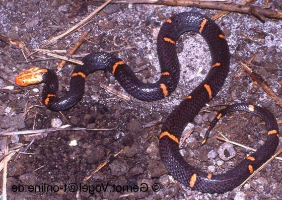 Life is short, but snakes are long: Fea's Pitless Pitvipers