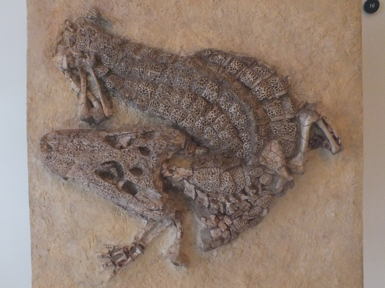 The Disillusioned Taxonomist: Hall of Vertebrate Origins