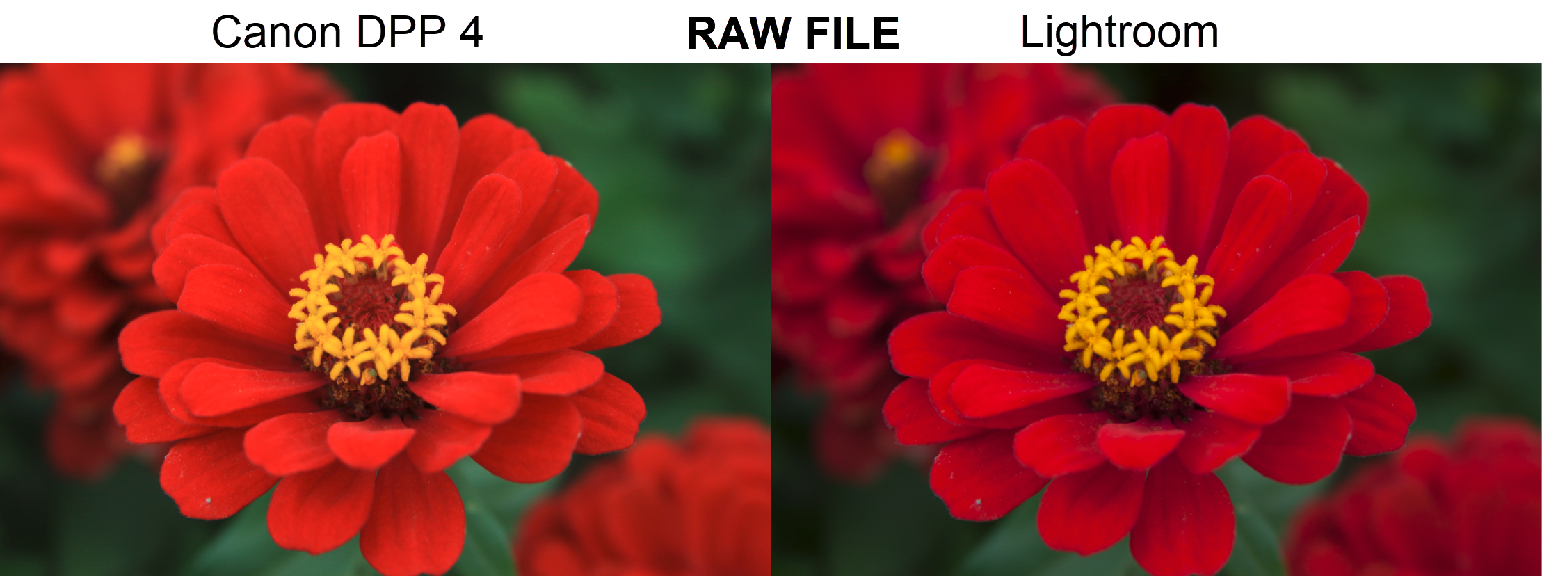 Canon Digital Photo Professional (DPP) 4 Video Tutorial Series