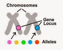 GENETIC TERMS | MEDICAL TODAY