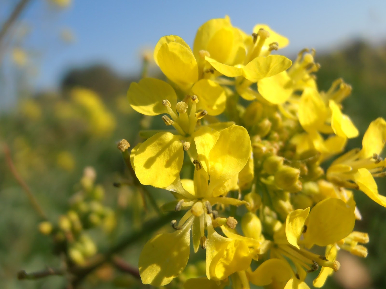 JARAMAGO: Diplotaxis virgata | Plantas rioMoros