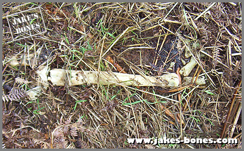 Lisa, my old red deer hind skeleton : Jake's Bones