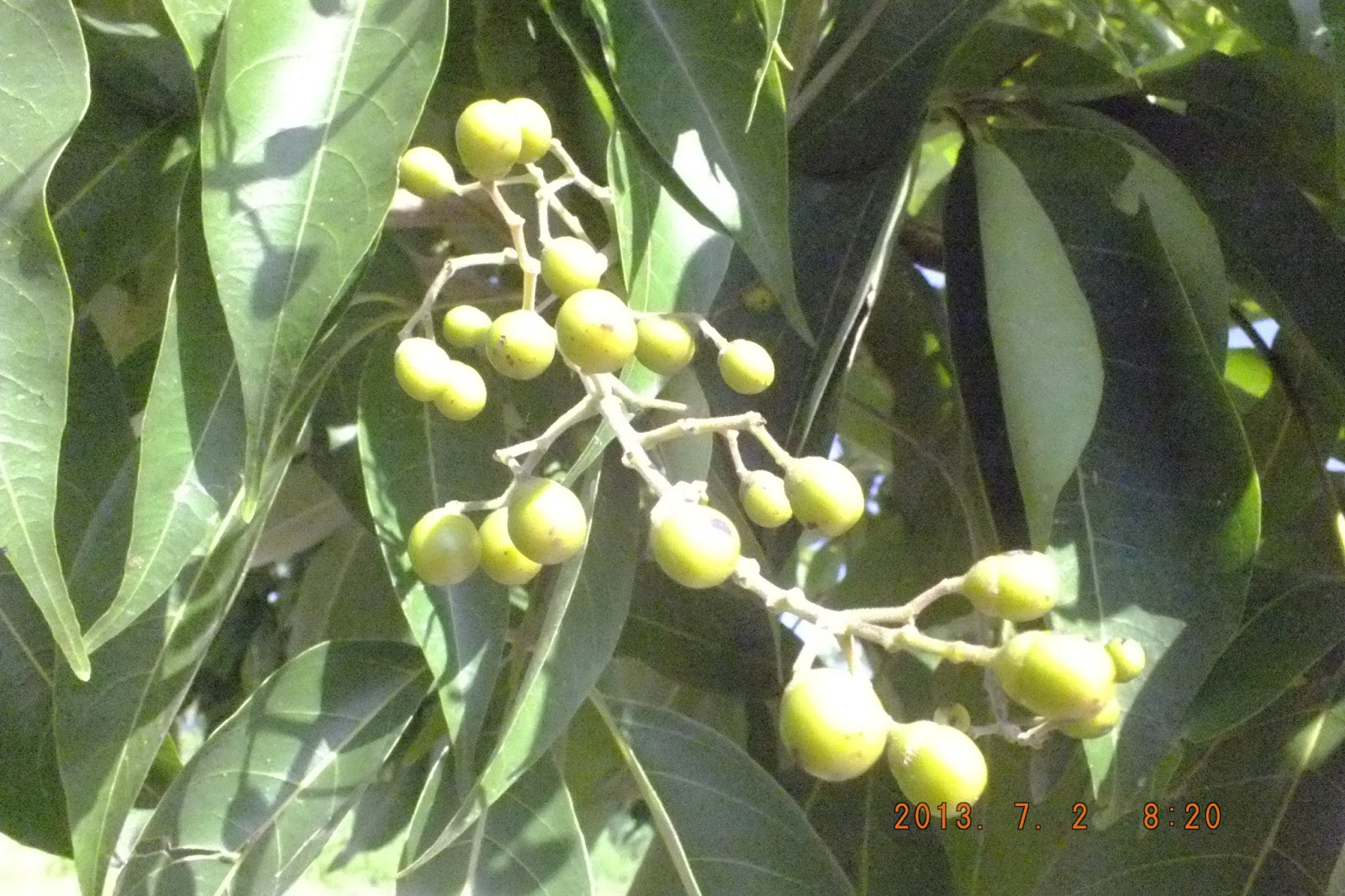 Photography with Dr. Ernie.: Bulaong tree #1 at Clarkfield, Pampanga