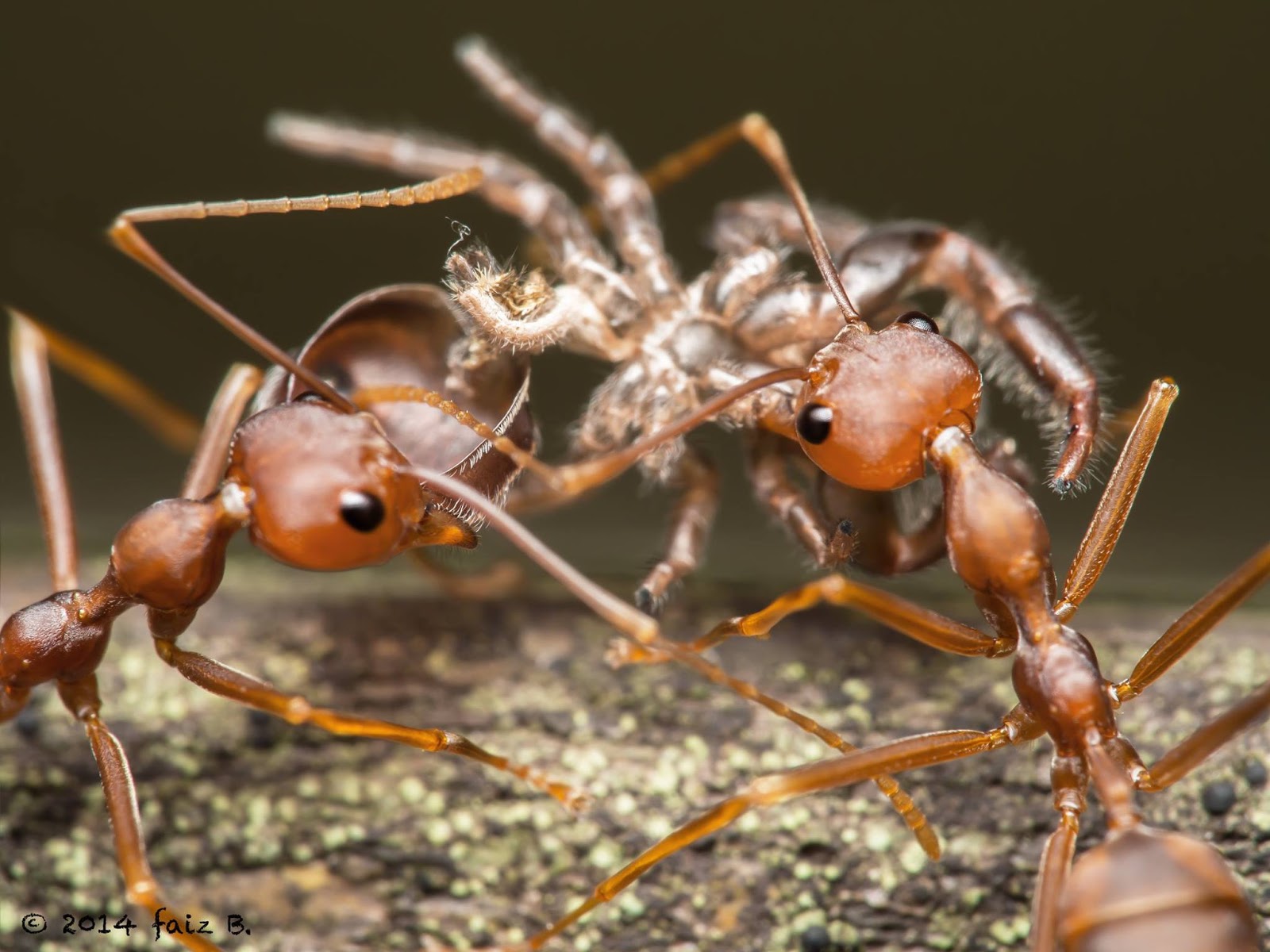 Mirrorless Macro Photography: My TOP 5 Insects and Spiders Mimic!