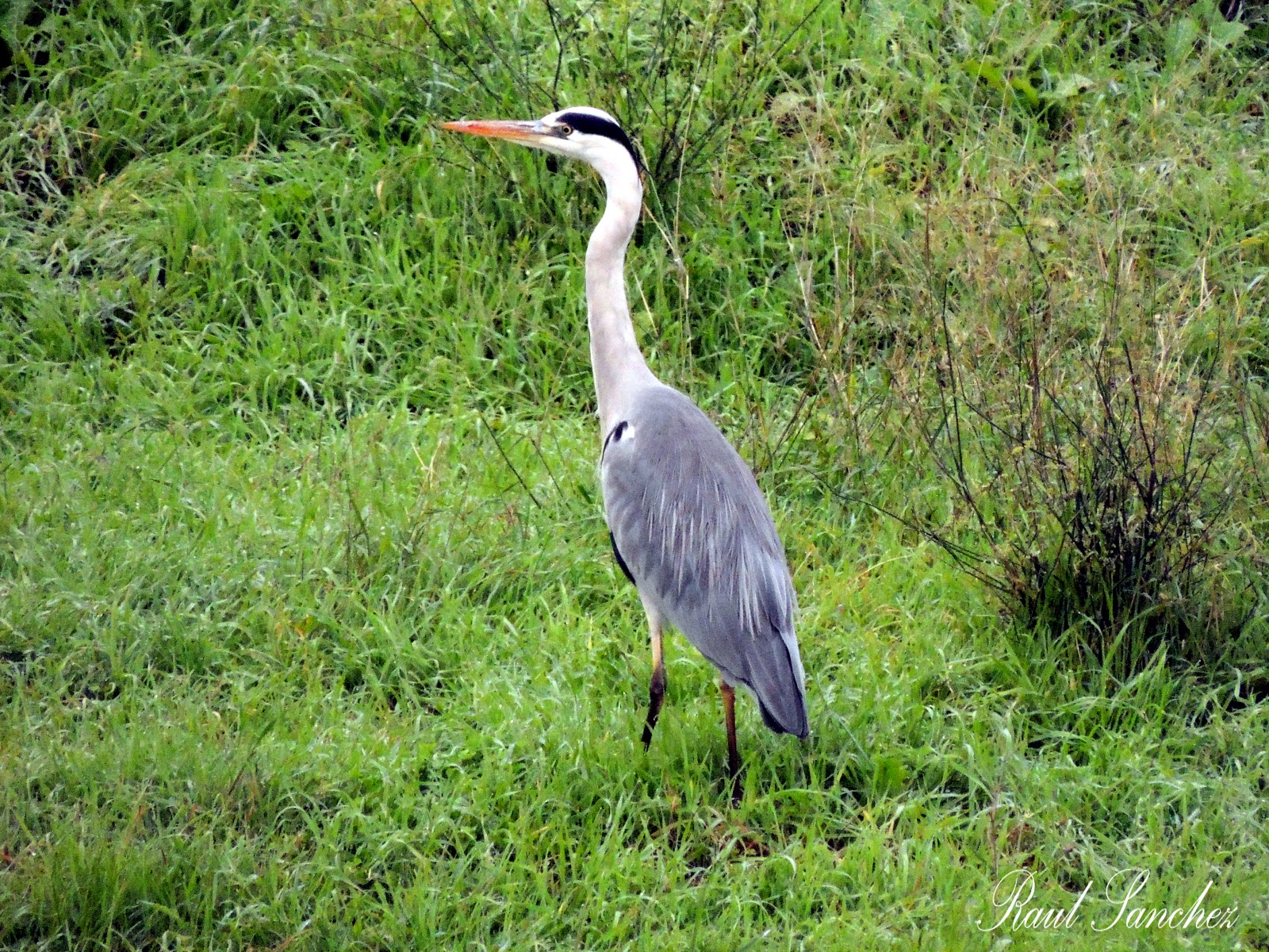 Naturaleza Viva : Garza real europea (Ardea cinerea)