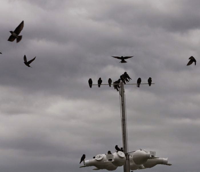 The Birds & The Bees: Protecting Your Purple Martins from Owl and Hawk ...