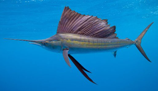 Perbedaan antara Ikan Marlin & Ikan Pedang | RE Tawon