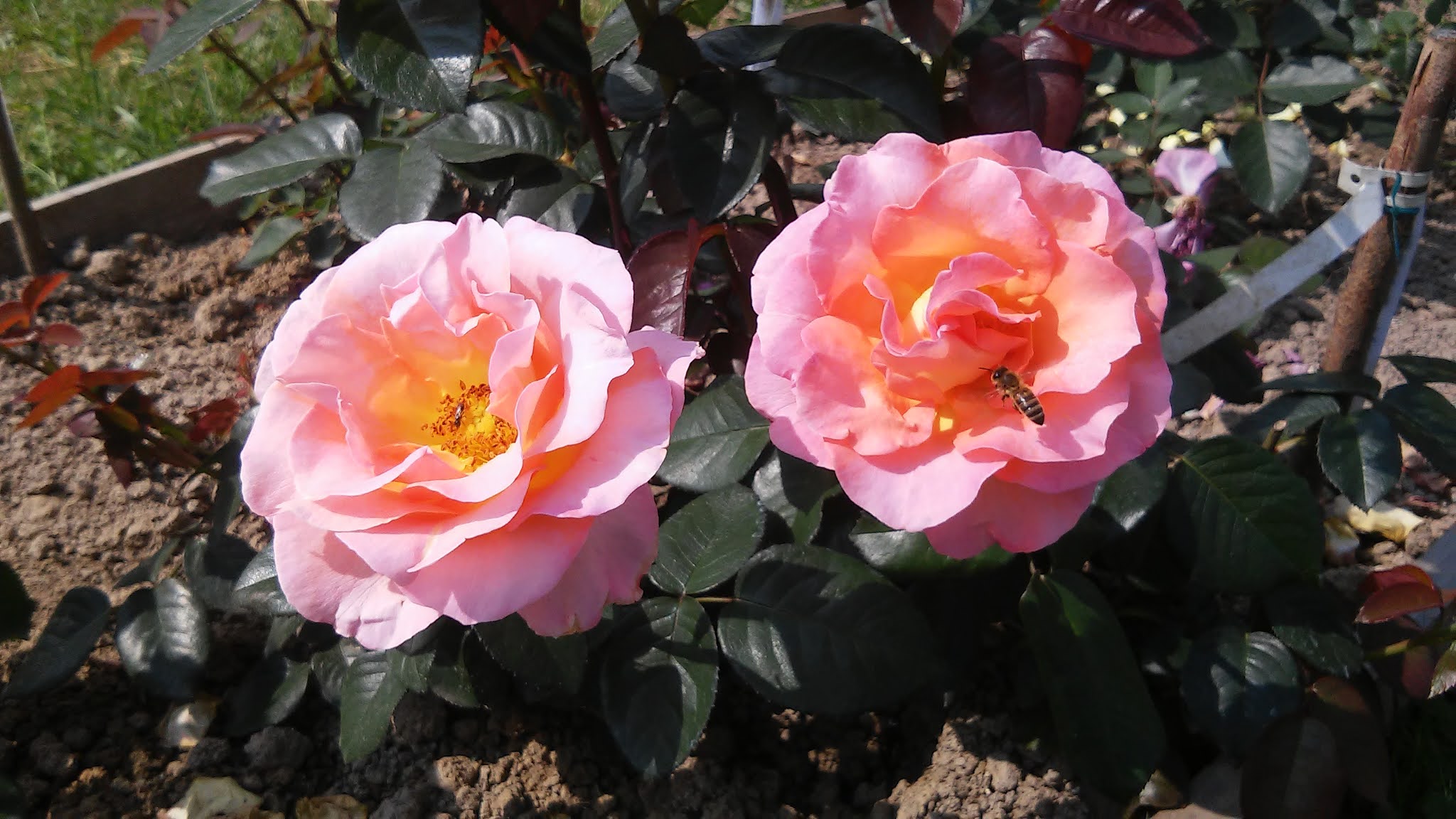 Ranczo Elma: Róża (Rose) Doris Tysterman