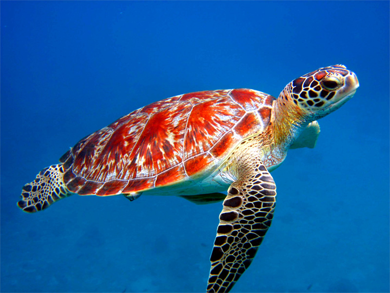 Sea Turtle | Animal Wildlife