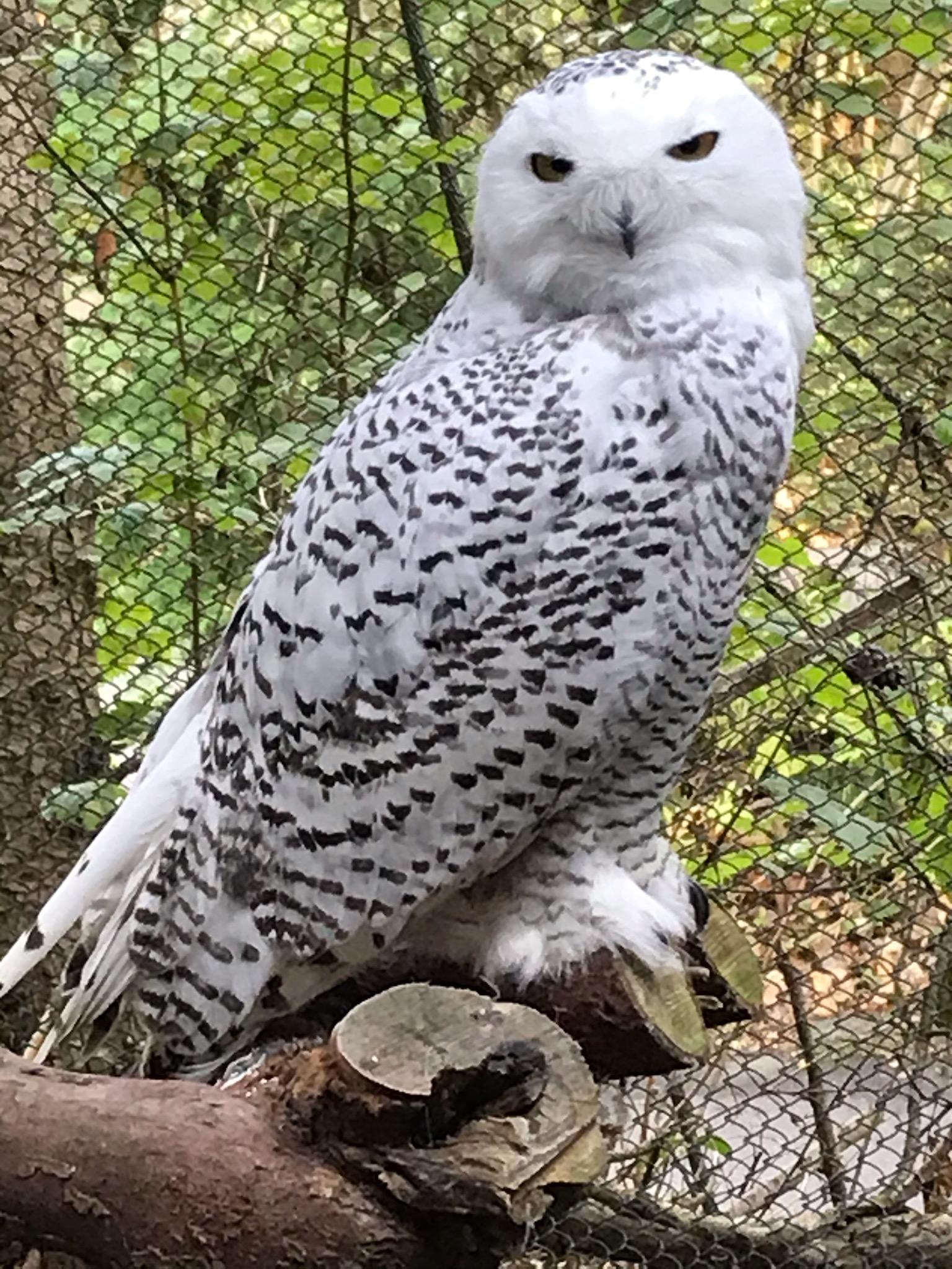 Snowy owl chicks are ready for winter!