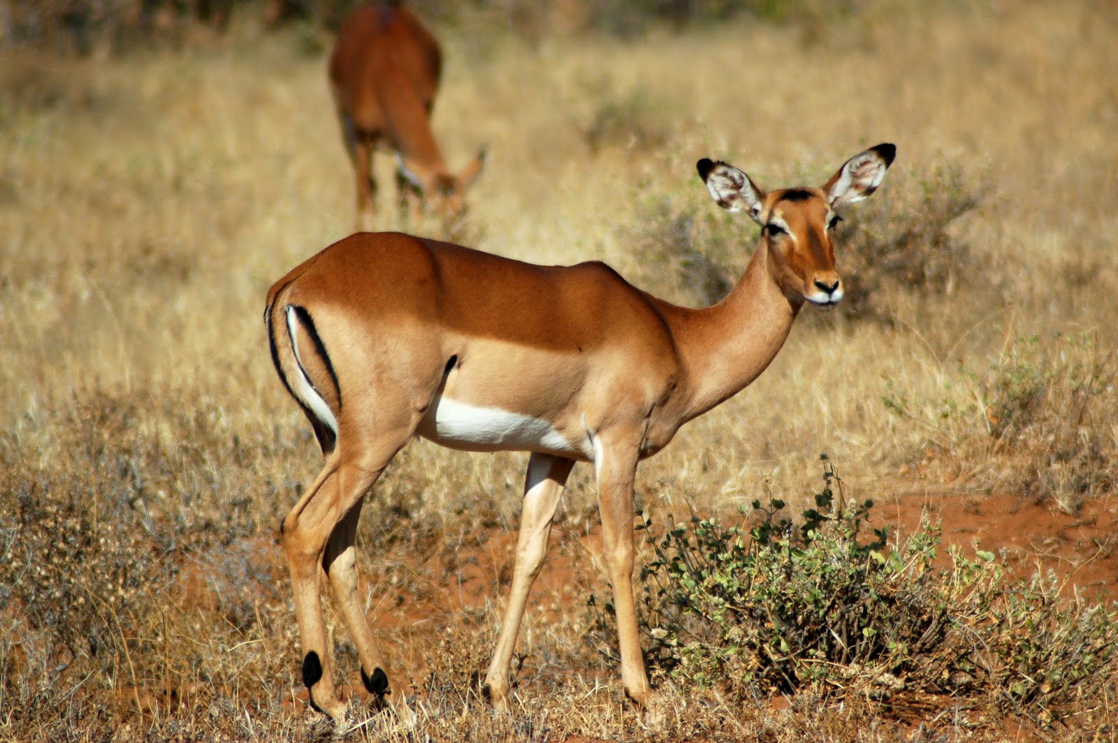 Imagination Lane: The A - Z April Challenge: I