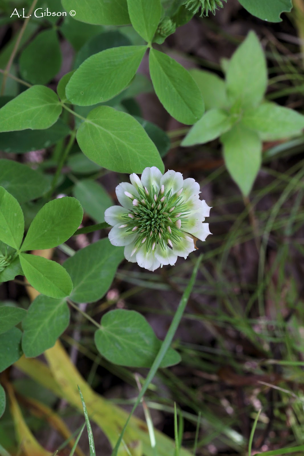 The Buckeye Botanist: Buffalo Clover Re-discovered 100 Years Later