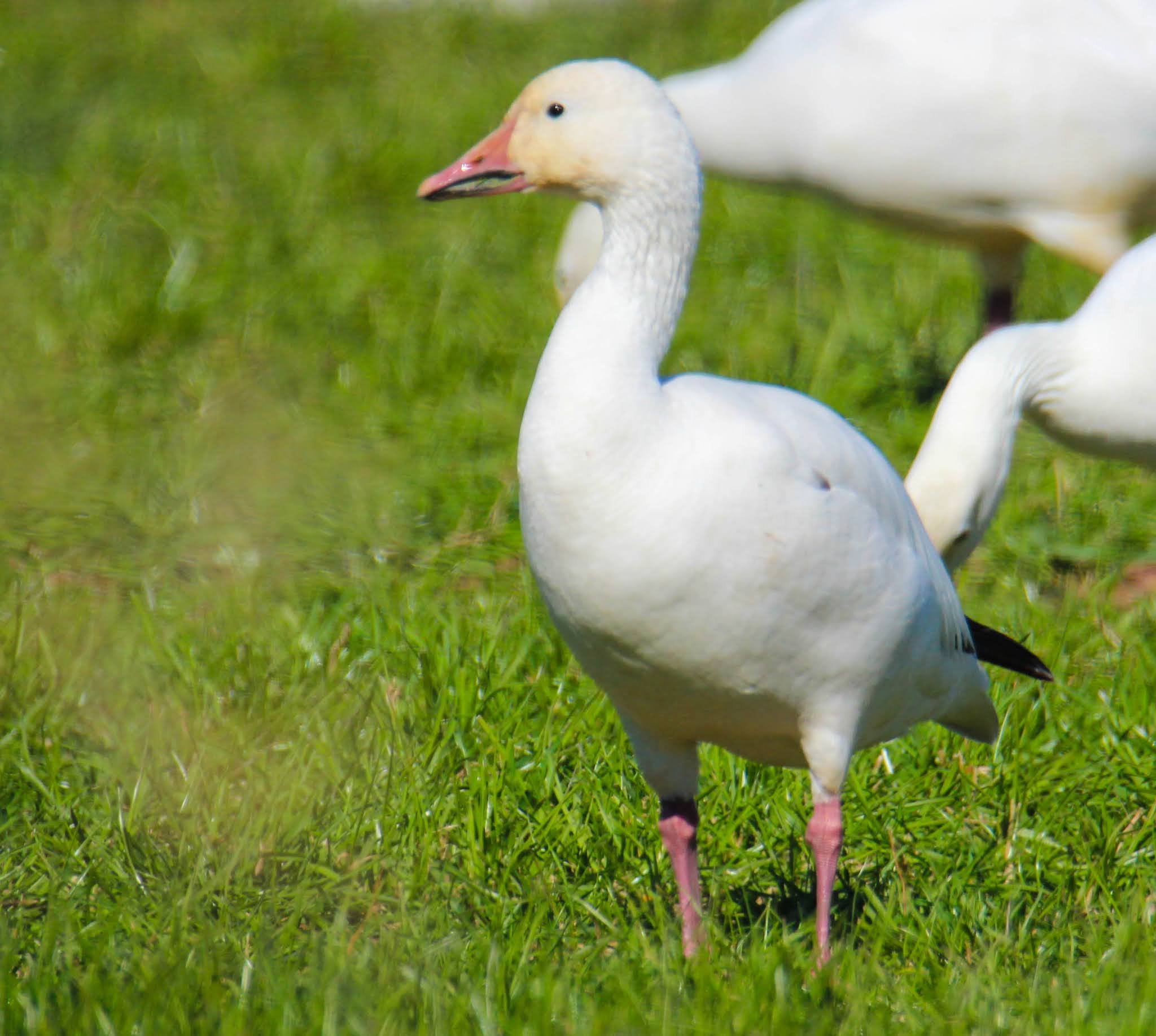 Cannundrums: Lesser Snow Goose - Blue Morphs and Other Variations