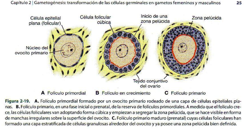 gametogenesis - Mind42