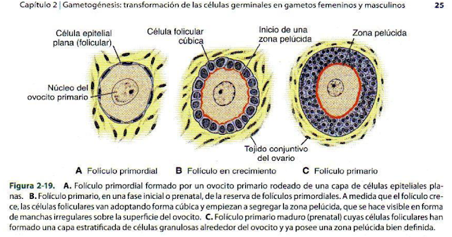 Ciencias biológicas: DESARROLLO FOLICULAR