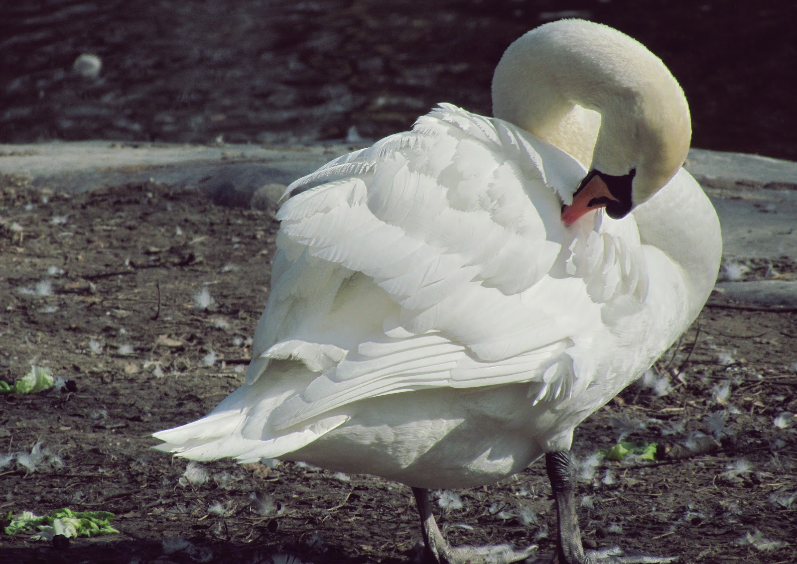 Omul care-si urmareste visele: Raţele şi vînătorii.