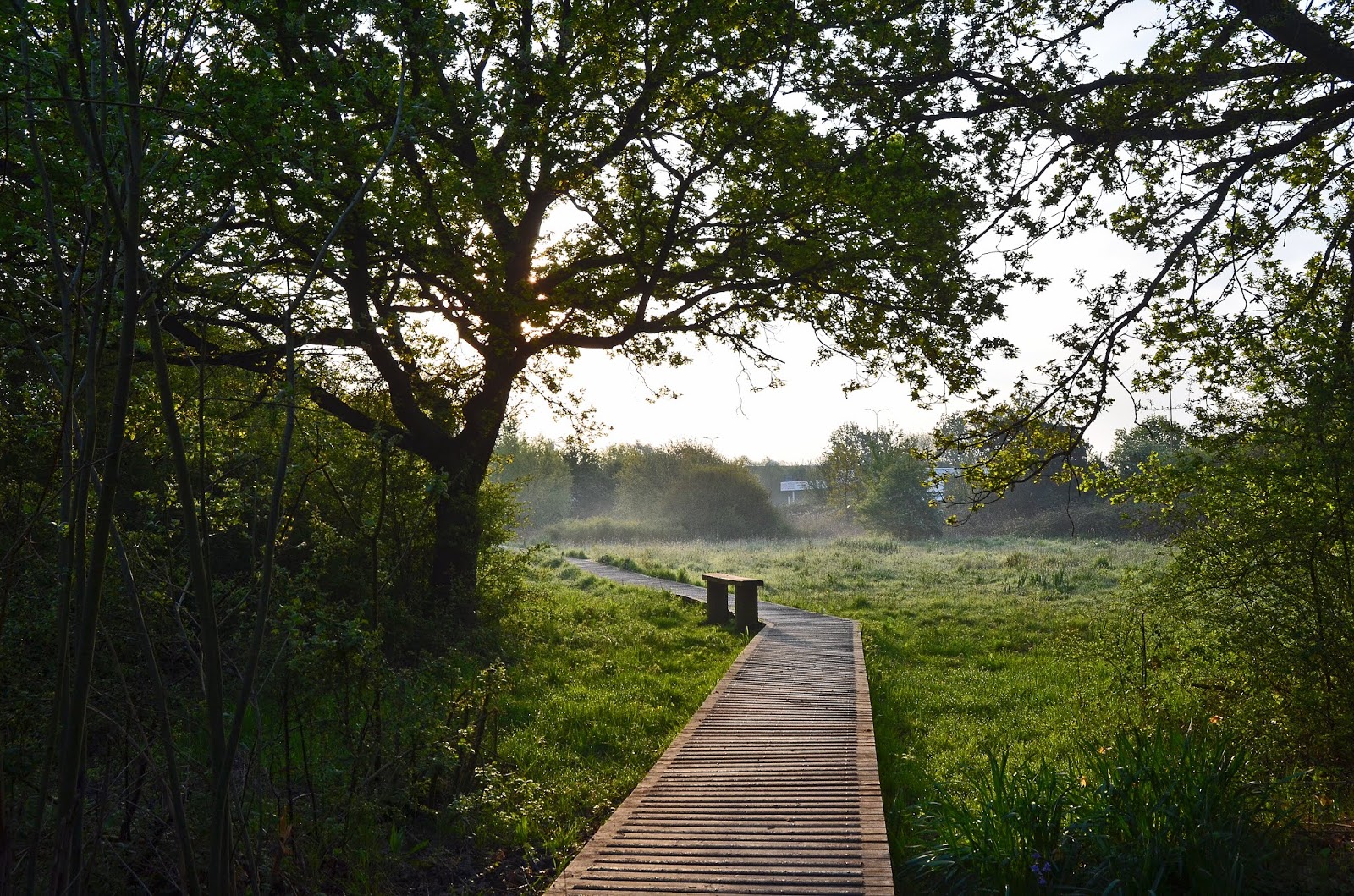 SS15 wildlife watching: Visit to Noak Bridge Nature Reserve - 24th ...