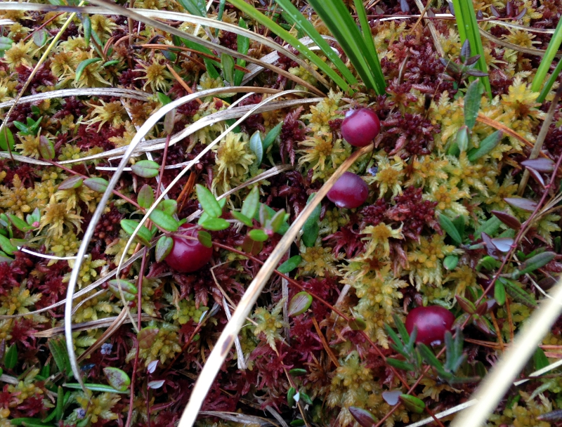 Jompan blogi: Karpalo - luonnonrohto moneen vaivaan