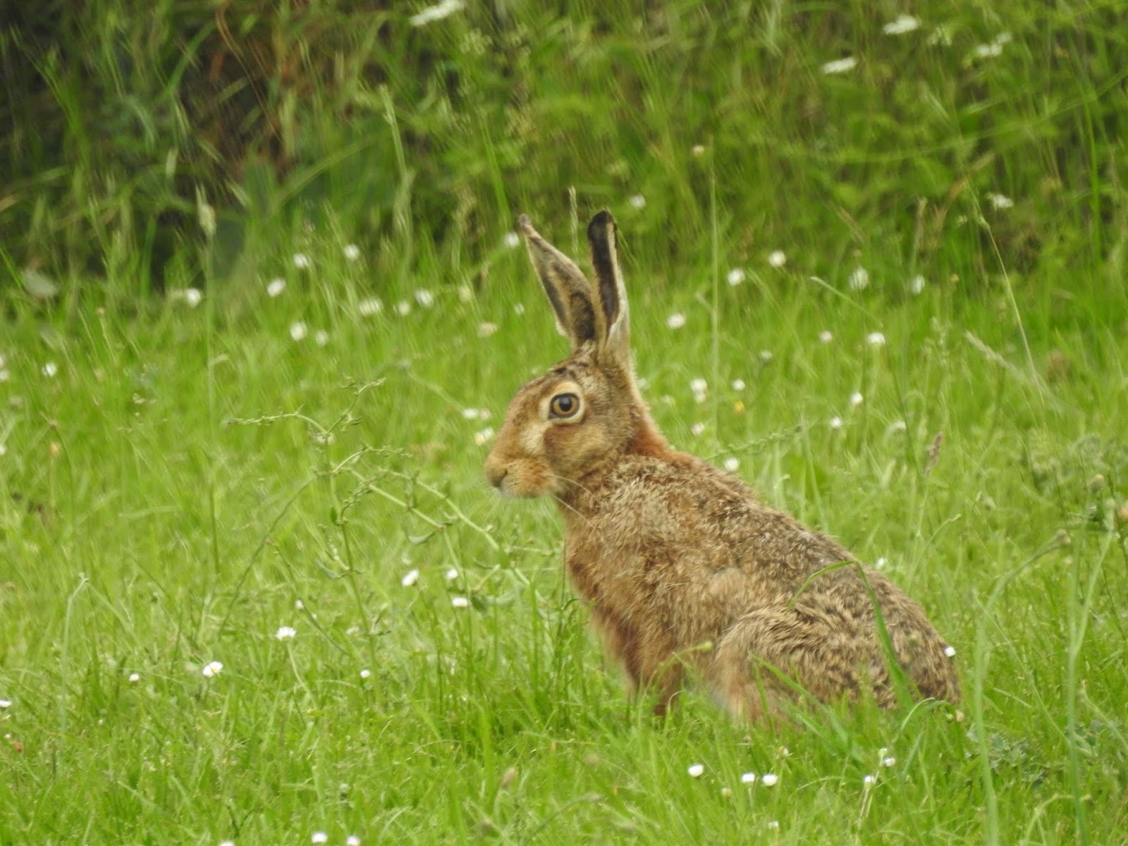 A corner of France: The hair of the hare was here