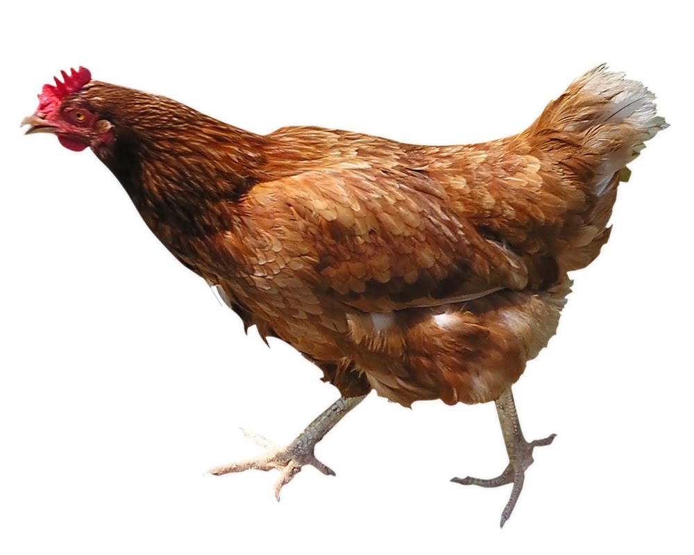PESONA GAMBAR AYAM - 2