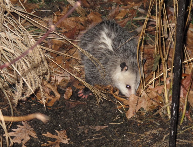 Shalom In The Wilderness: Varmints I would like to see vanquished from ...