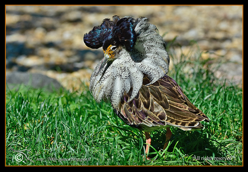 WILDLIFE GATEWAY: Chevalier combattant ou Combattant varié au bain