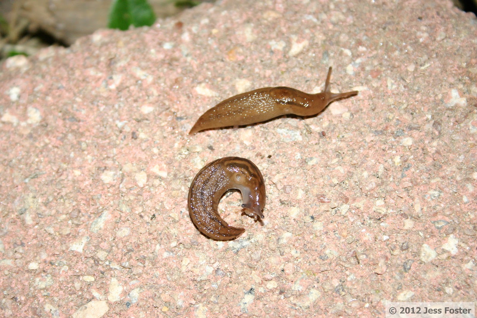 Sluggin' Along: Mating Slugs: Courtship - Type D