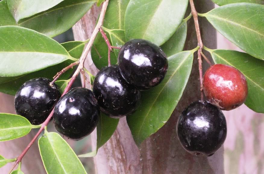 Curiosidades Vegetais: A murta-do-mato