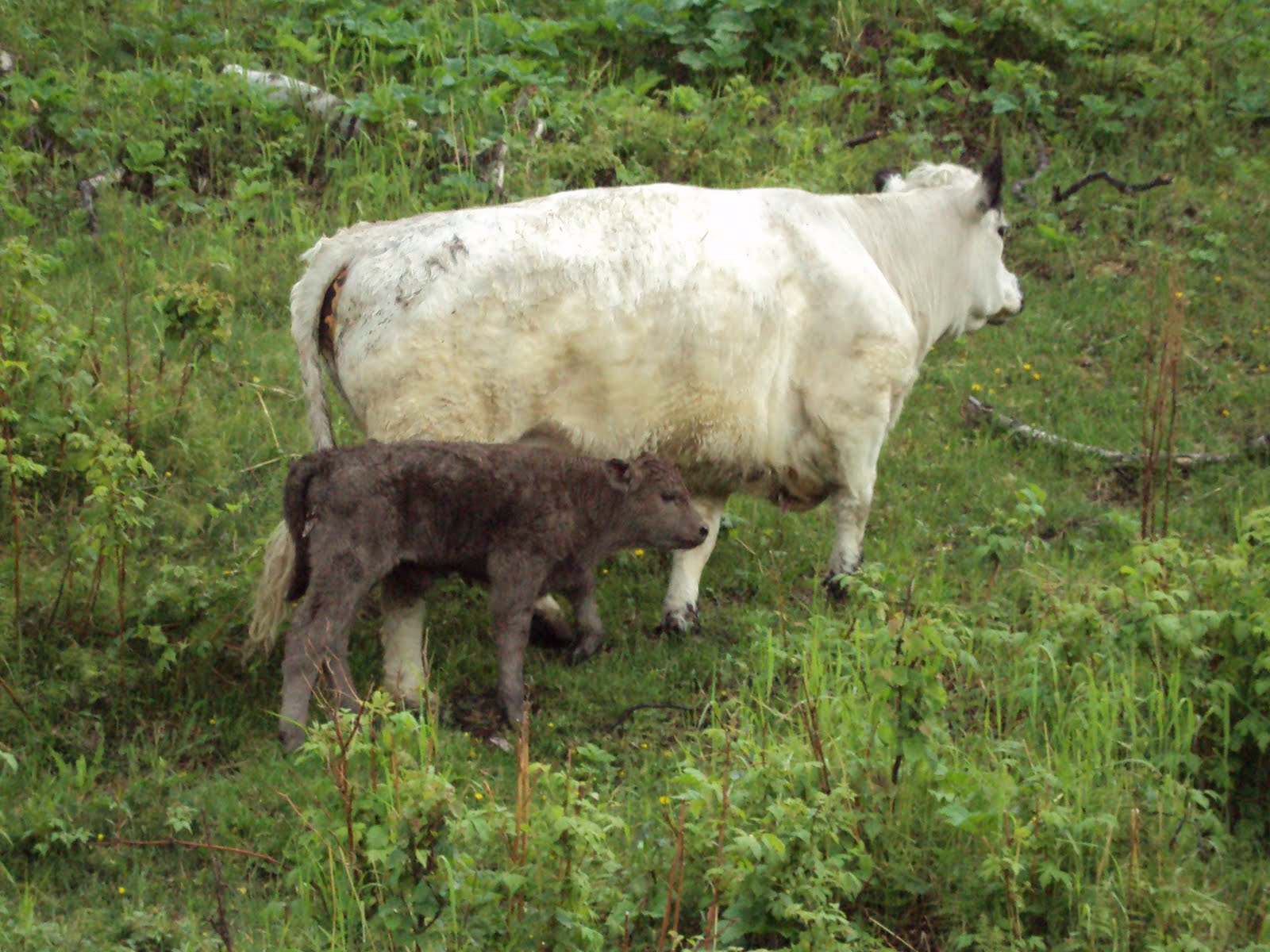 Wolverine Farm: Canadian Cow produces Chocolate Heifer