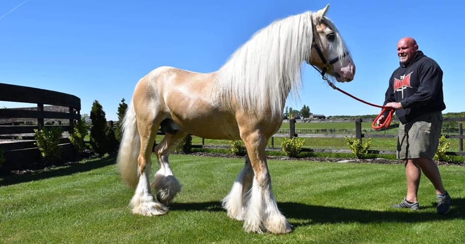 Gypsy Cob UK