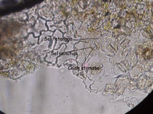 tipe stomata