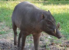 fauna atau hewan gambar dan keterangan